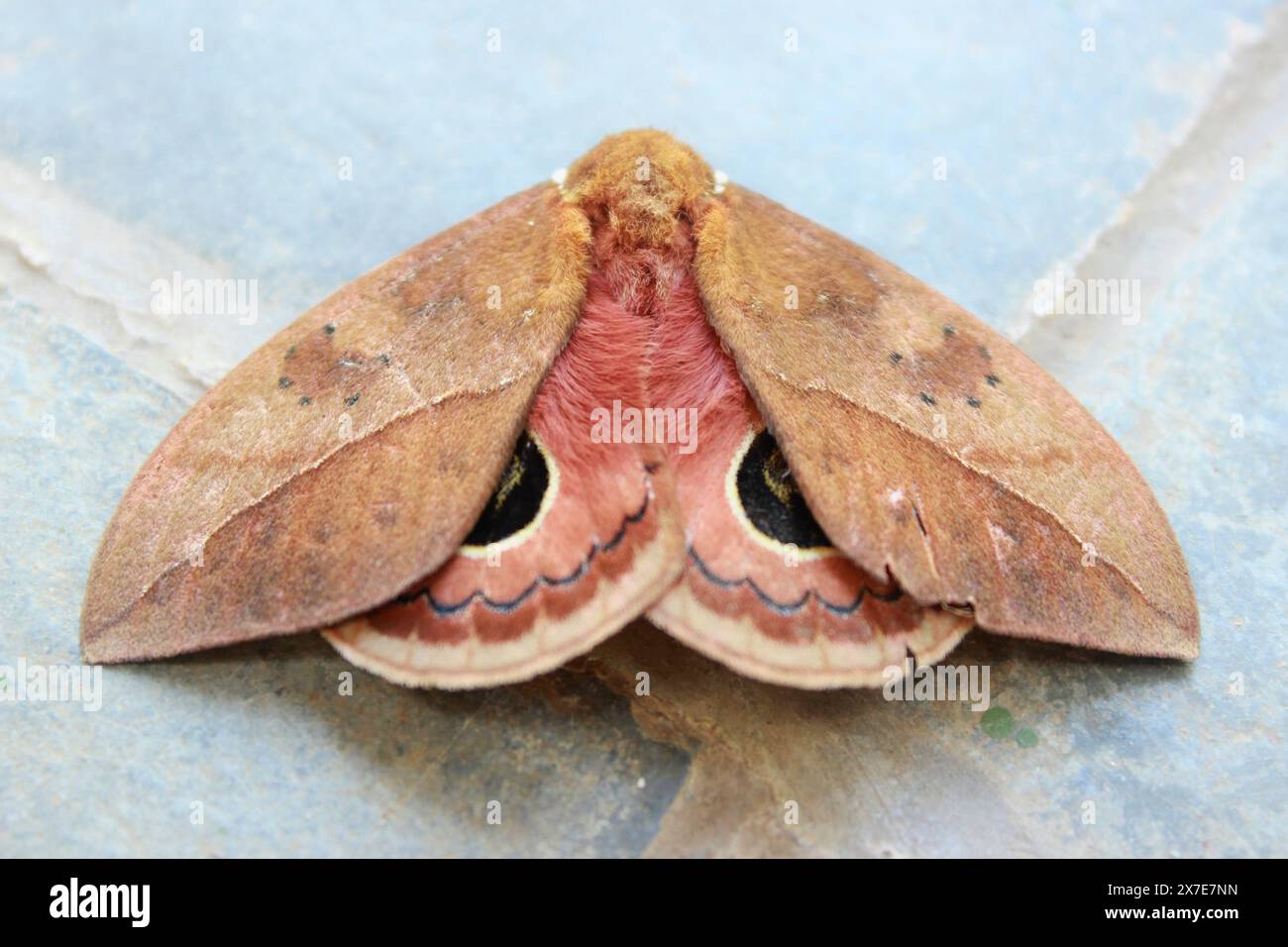 Peacock Eye Moth, Pseudautomeris luteata, of the order Lepidoptera ...