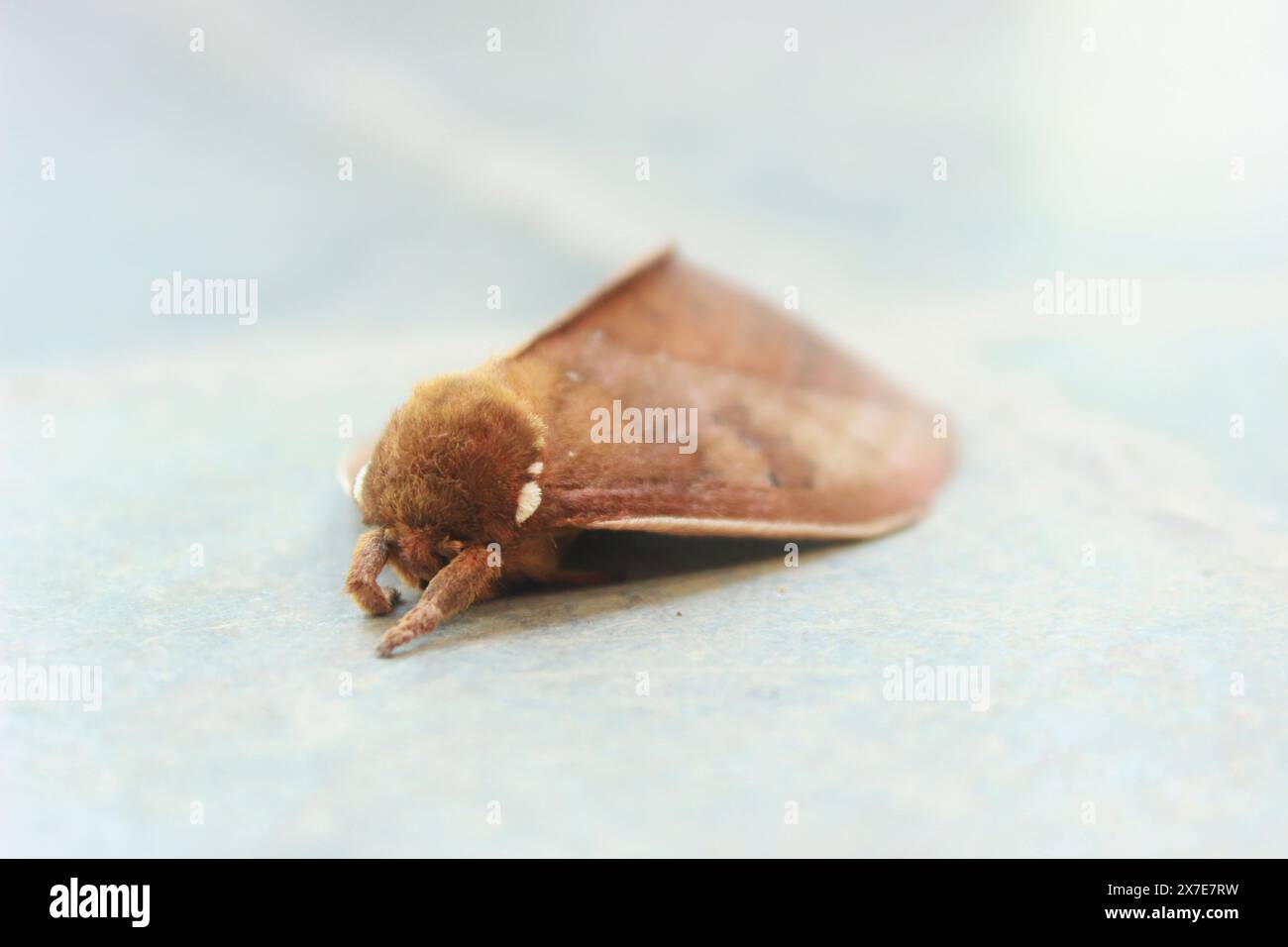 Peacock Eye Moth, Pseudautomeris luteata, of the order Lepidoptera ...