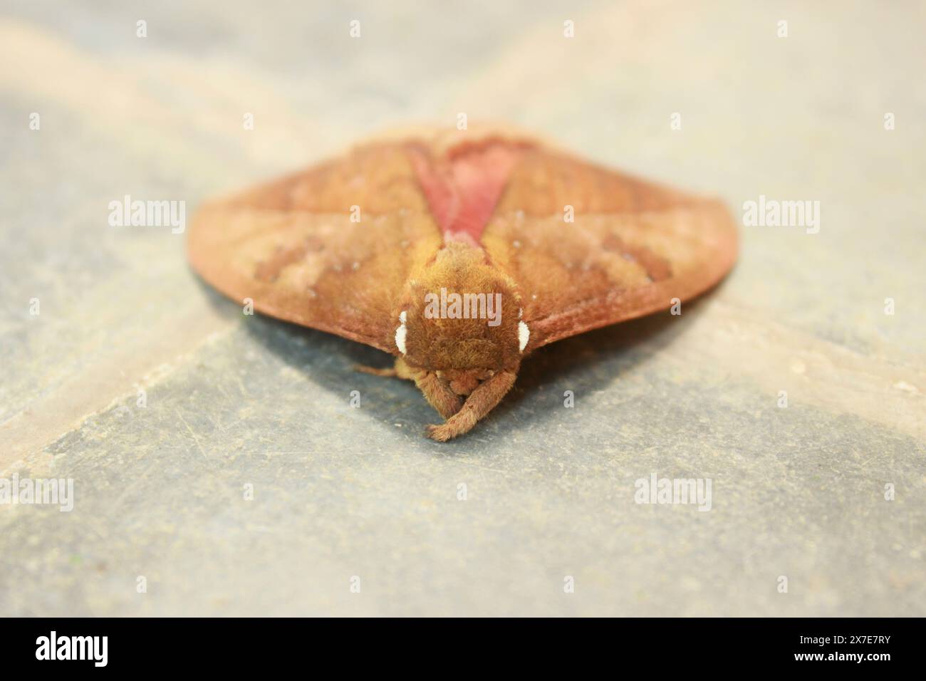 Peacock Eye Moth, Pseudautomeris luteata, of the order Lepidoptera ...