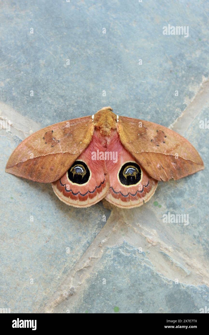 Peacock Eye Moth, Pseudautomeris luteata, of the order Lepidoptera ...