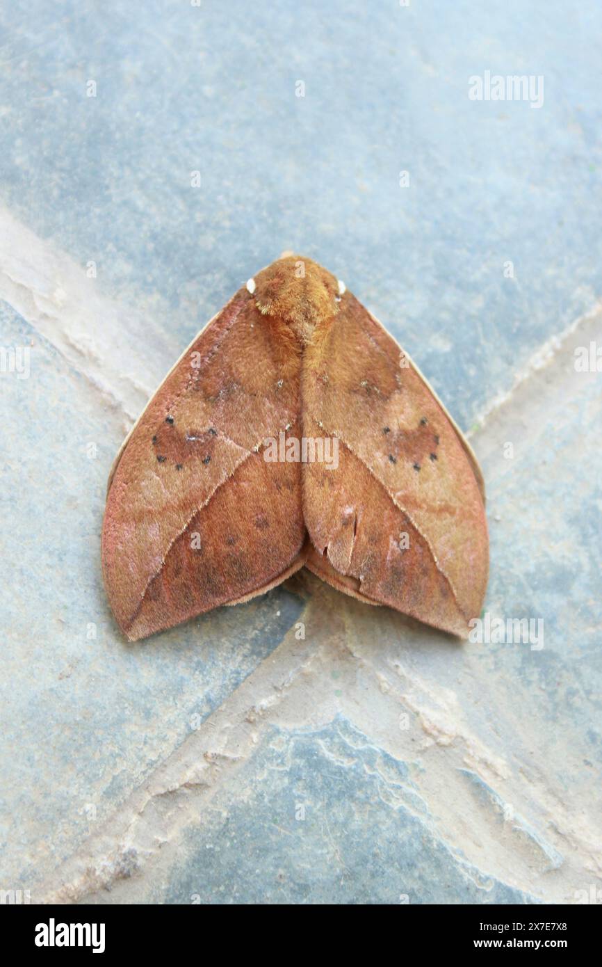Peacock Eye Moth, Pseudautomeris luteata, of the order Lepidoptera ...