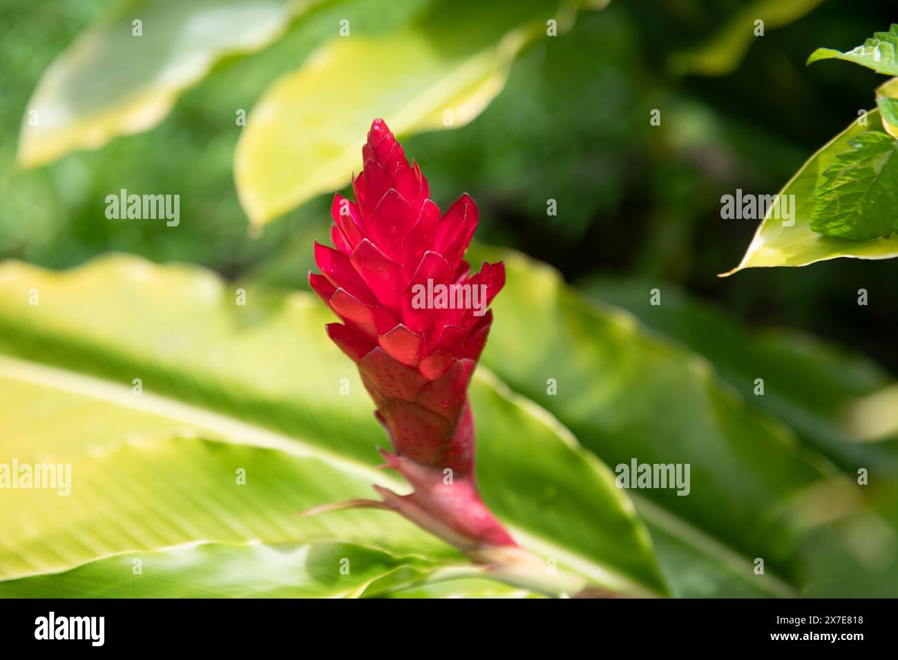 Tropical blossom pattern, tropical flowers background. Red Ginger ...