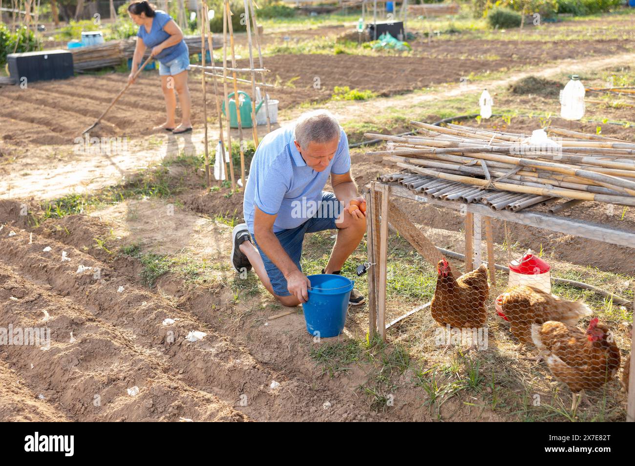 Mature farmer gathering chicken eggs outdoors Stock Photo - Alamy