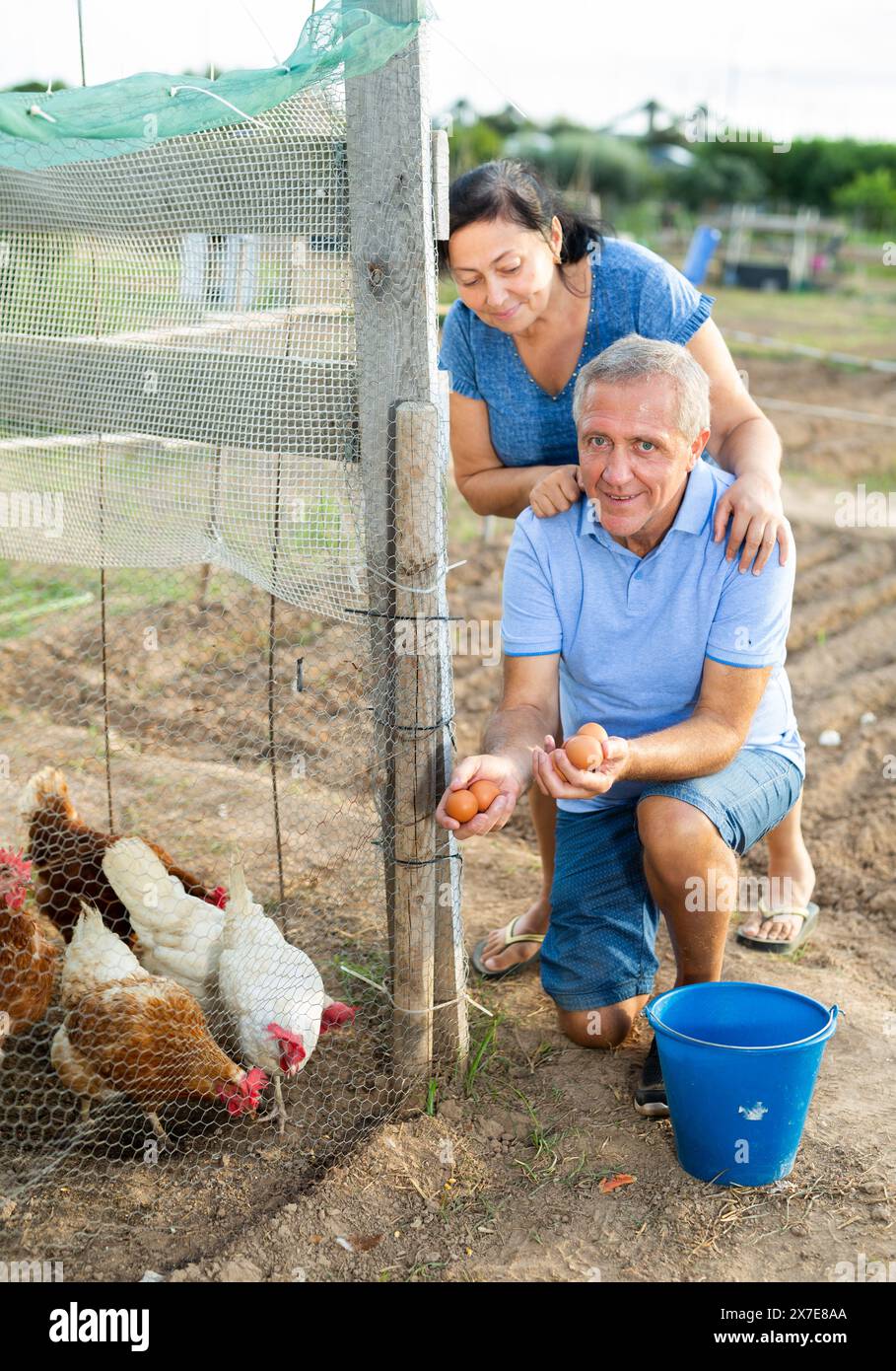 Married couple together collecting chicken eggs in chicken coop ...