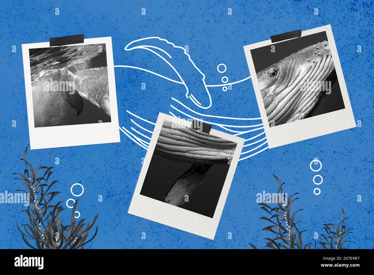 blue whale photograph collage art Stock Photo - Alamy