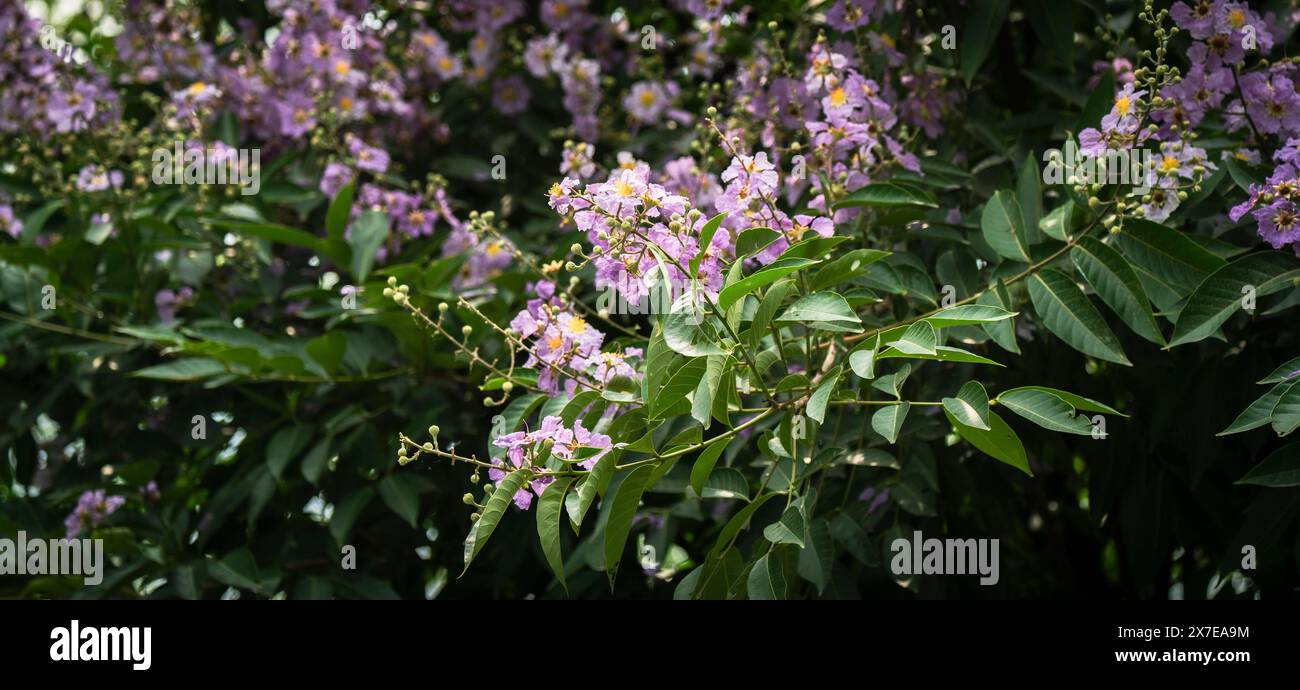 Natural Queens Crape Myrtle (Lagerstroemia speciosa) violet flowers ...