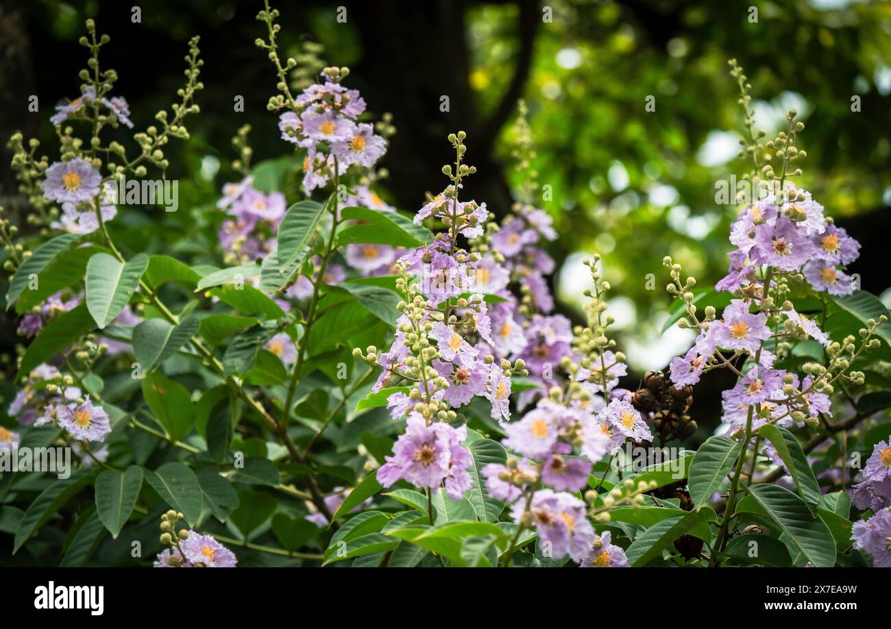 Natural Queens Crape Myrtle (Lagerstroemia speciosa) violet flowers ...