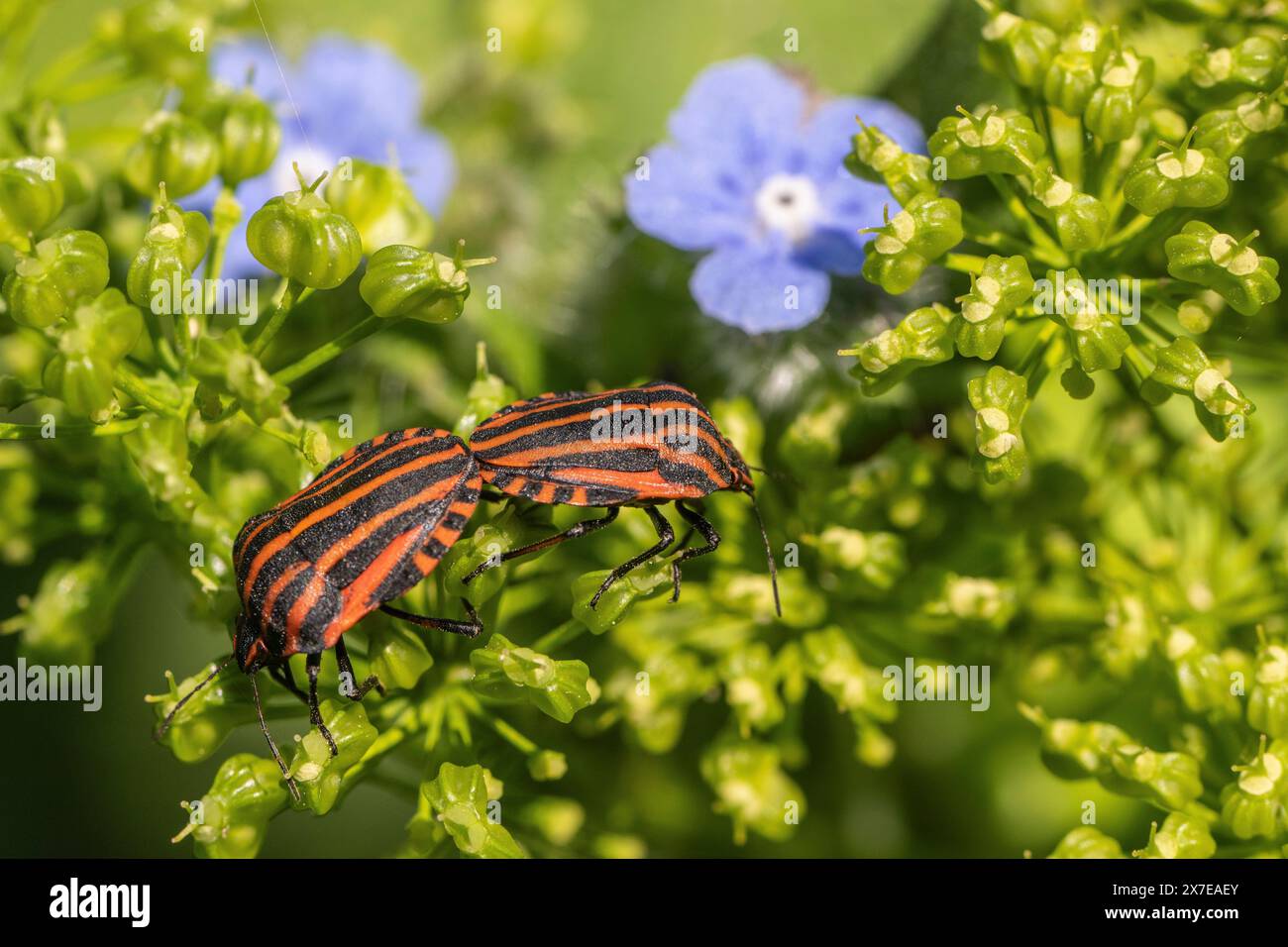 Italian striped bugs (Graphosoma lineatum), mating, Emsland, Lower ...