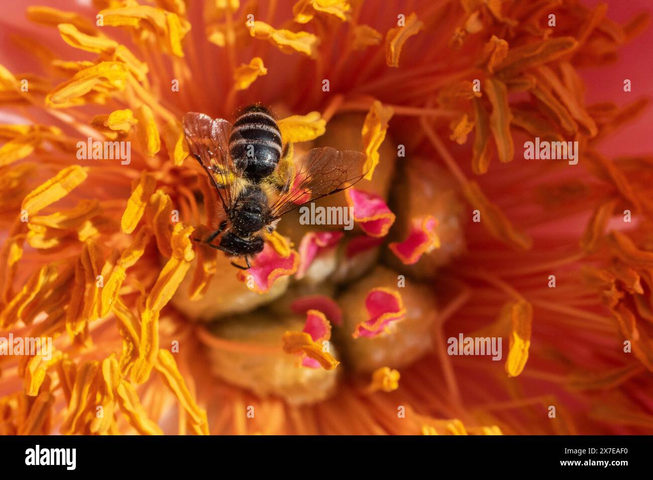 Common narrow-winged bee (Lasioglossum calceatum) in peony blossom ...