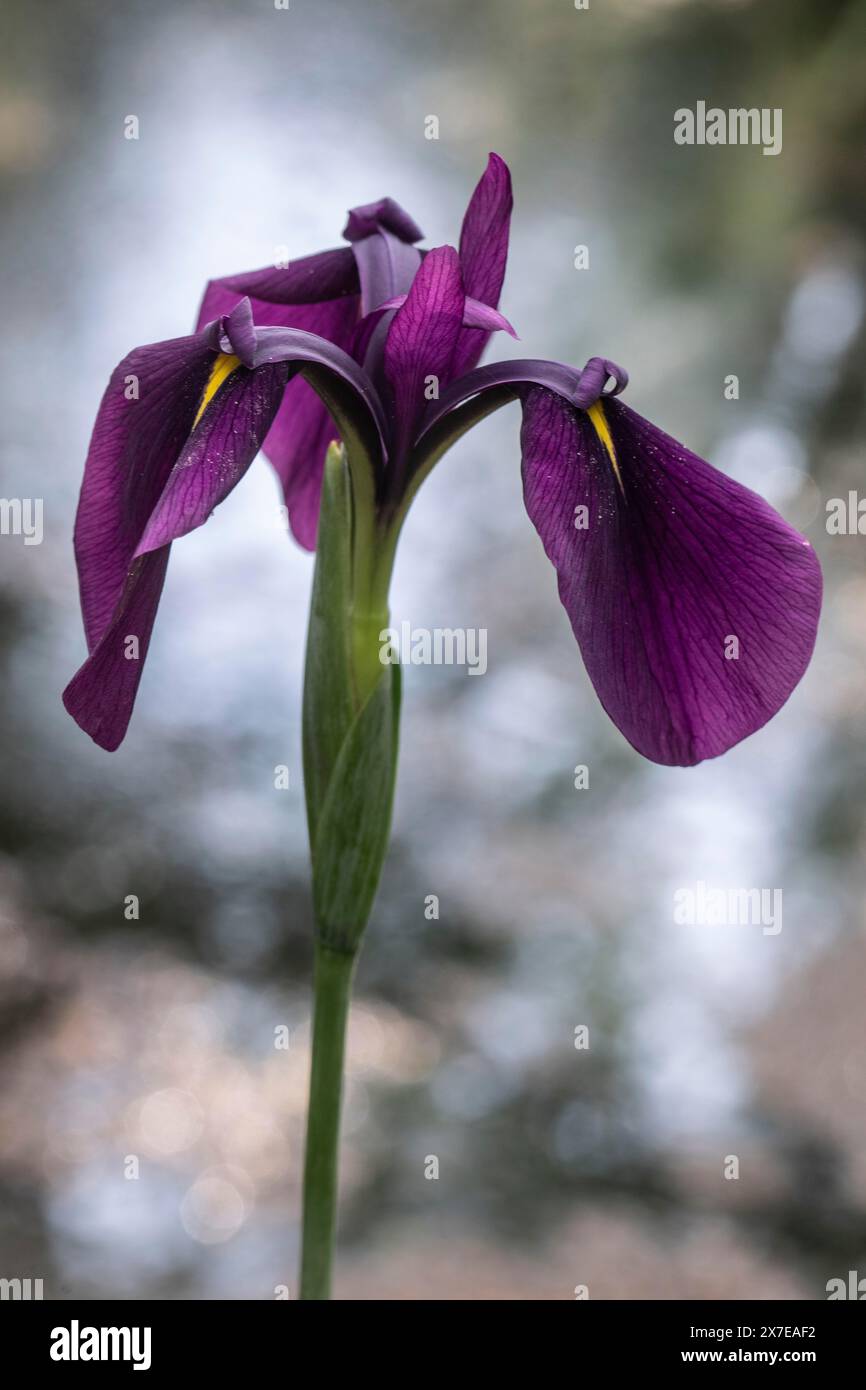 Bristle-pointed iris (Iris setosa), Emsland, Lower Saxony, Germany ...
