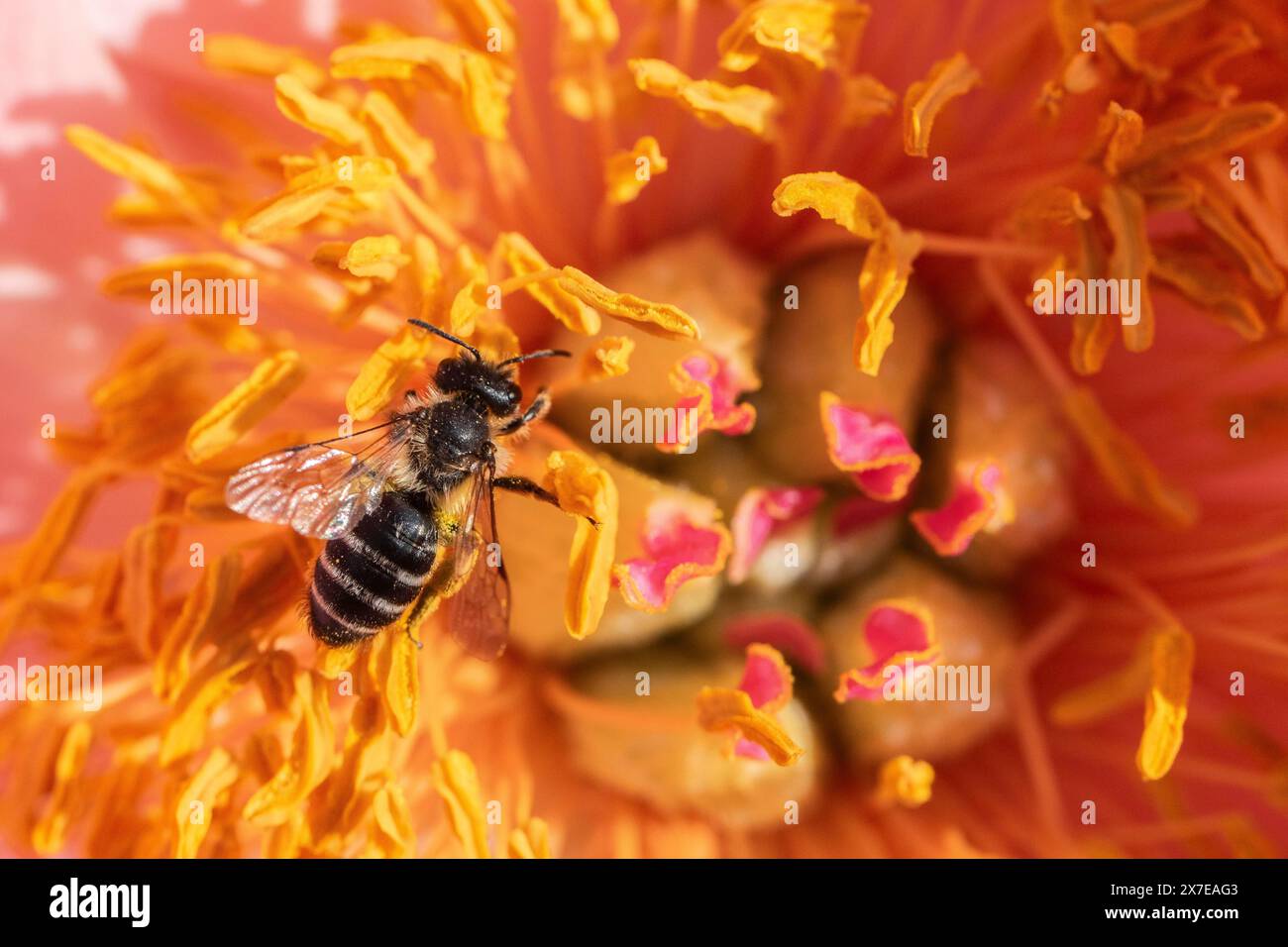 Common narrow-winged bee (Lasioglossum calceatum) in peony blossom ...