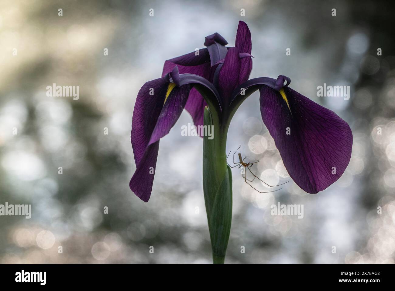 Bristle-pointed iris (Iris setosa) and extensor spider (Tetragnatha ...