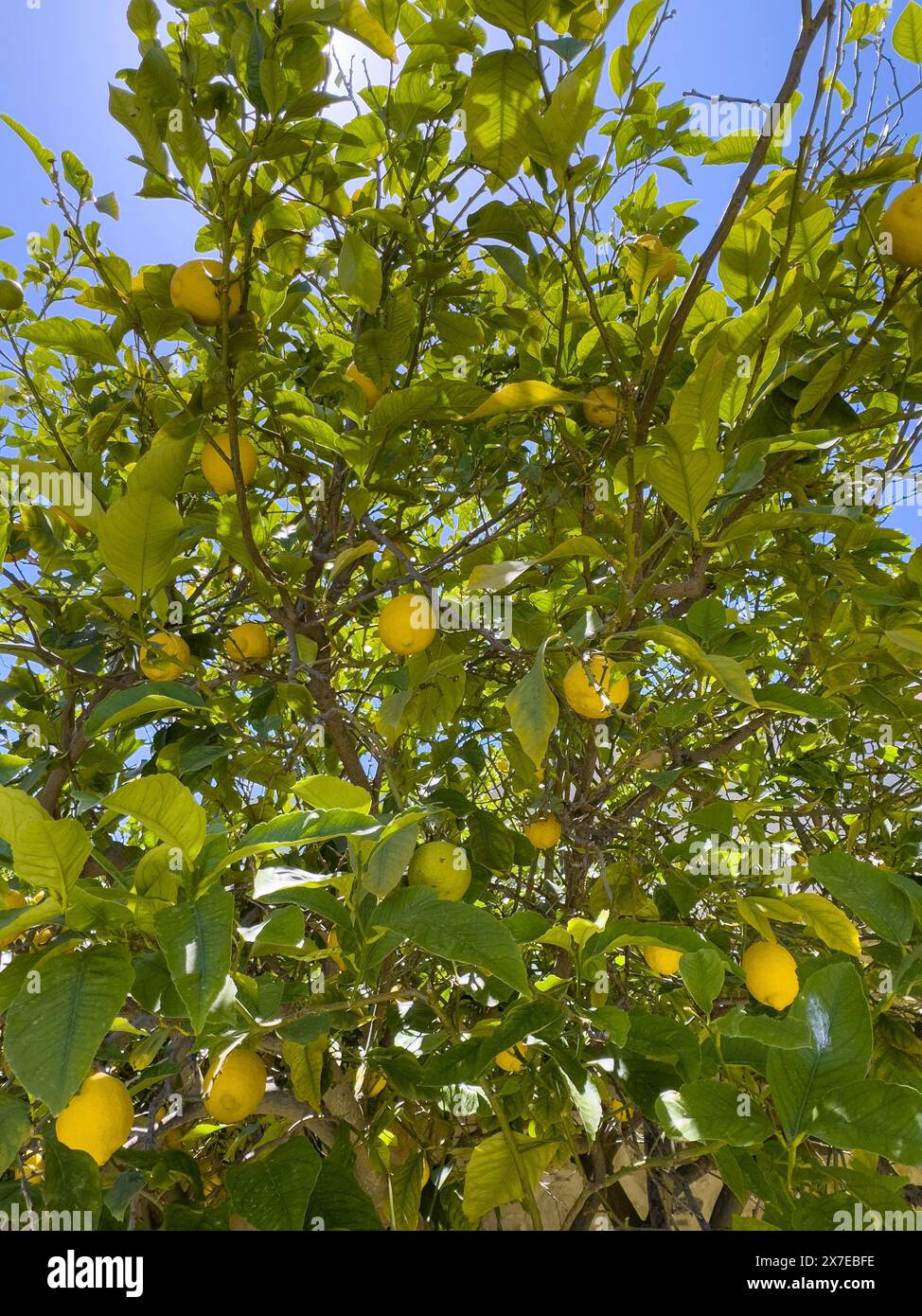 Many lemons (Citrus limon) hanging on a lemon tree, Crete, Greece Stock ...