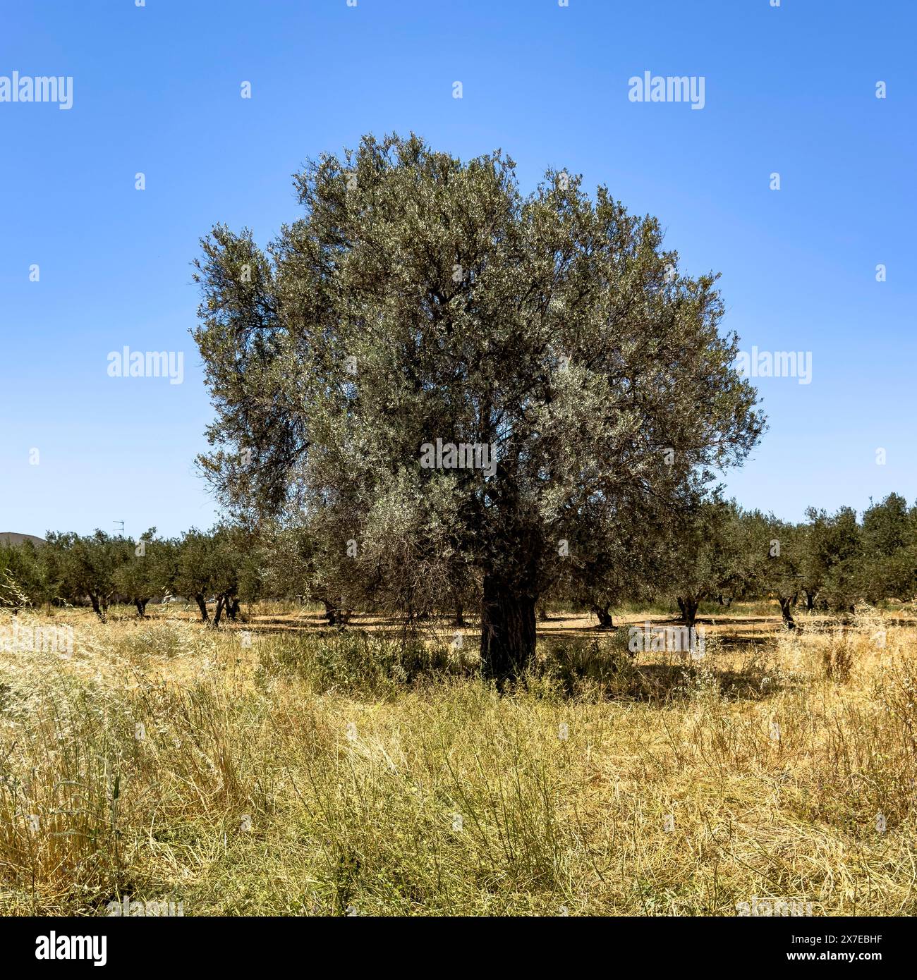 Old free-standing olive tree (Olea europaea) stands on the plain of ...