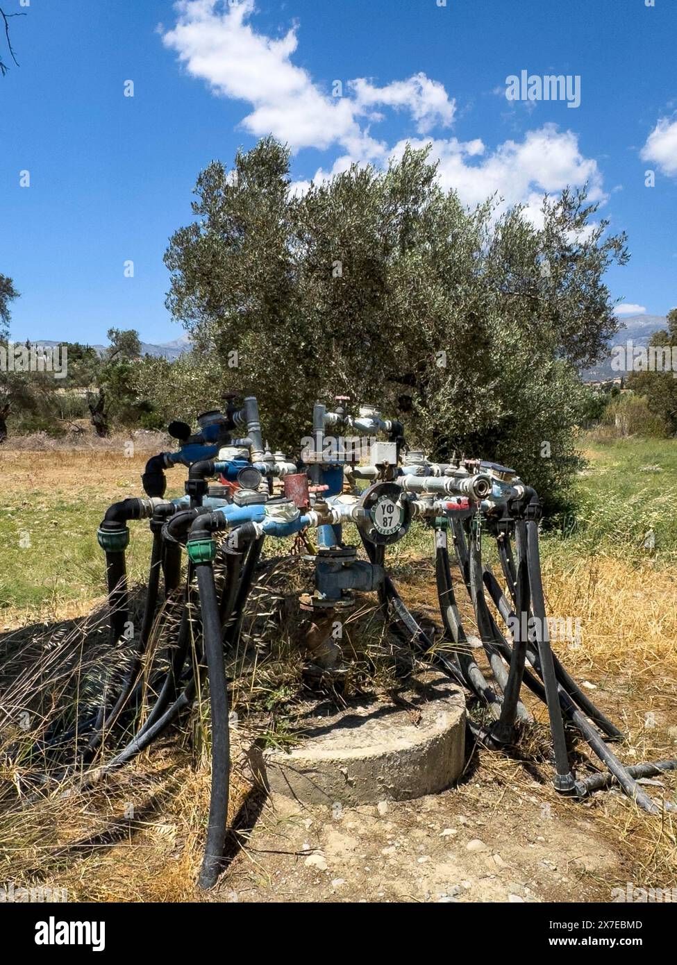 Irrigation irrigation distributor water supply of olive trees (Olea ...