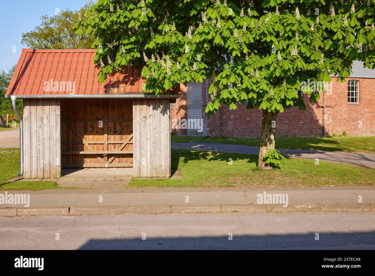 Bus shelter at a bus stop under a chestnut tree (Aesculus hippocastanum ...
