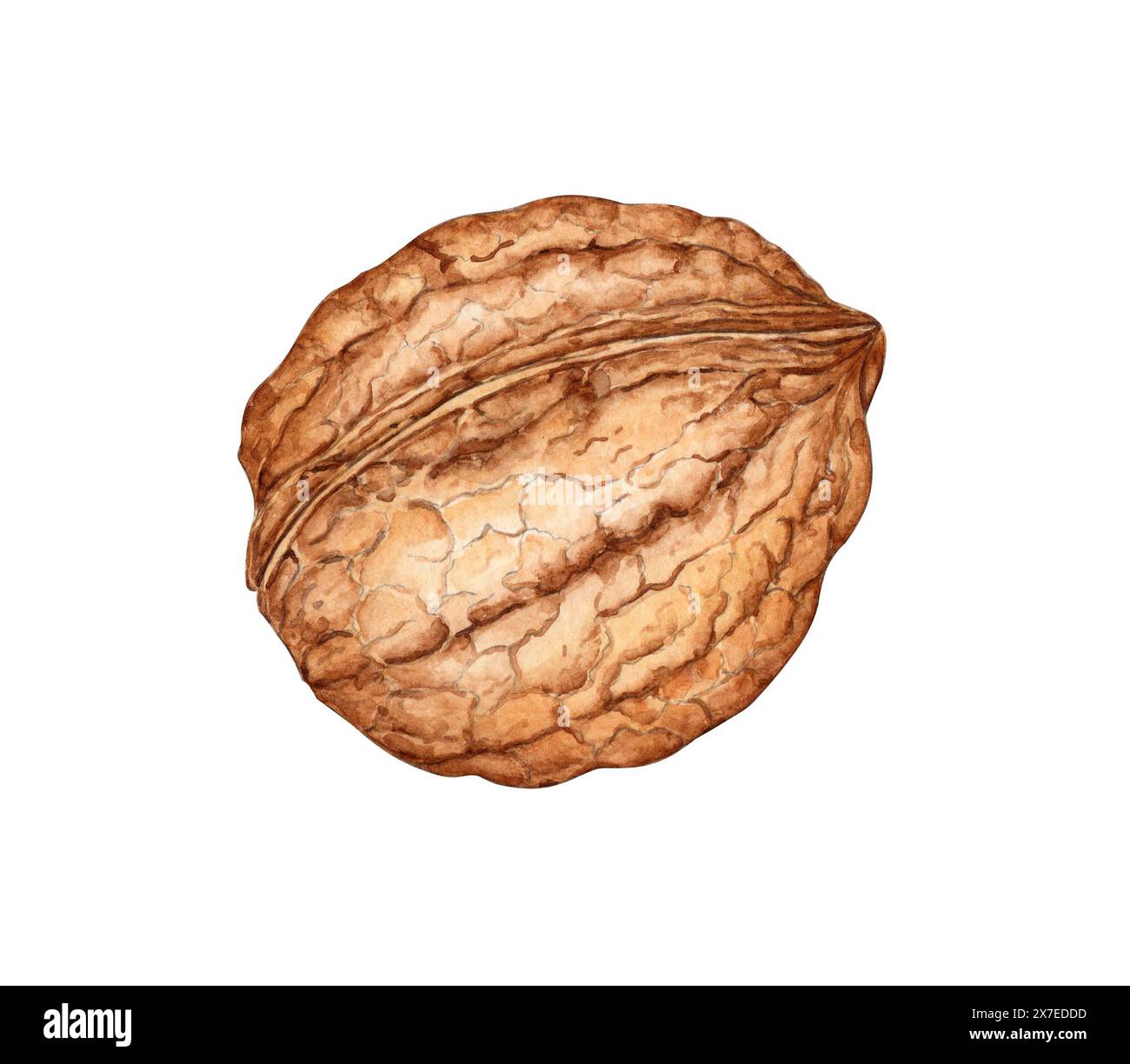Walnut watercolor illustration isolated from background. Realistic ...