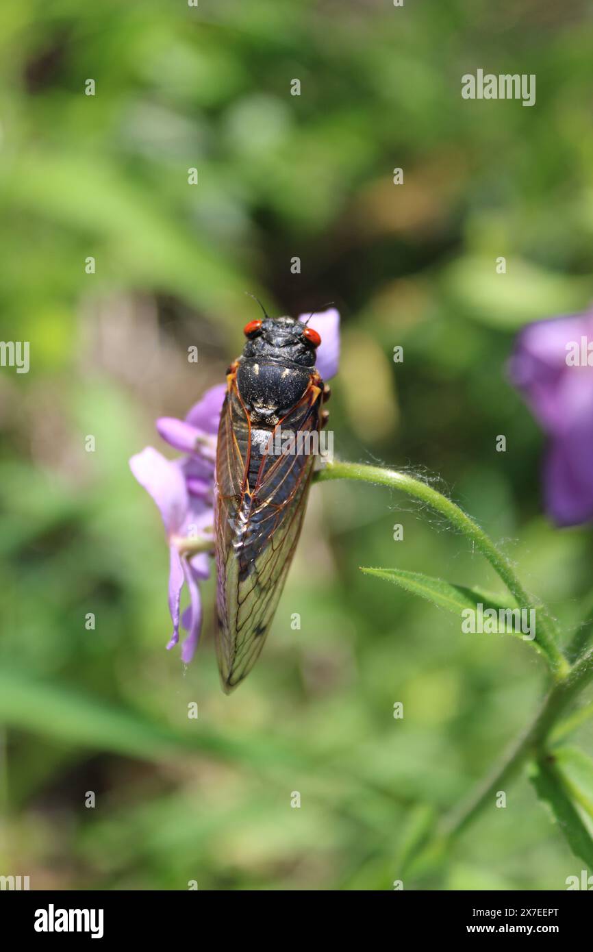 17 year cicadas hi-res stock photography and images - Alamy