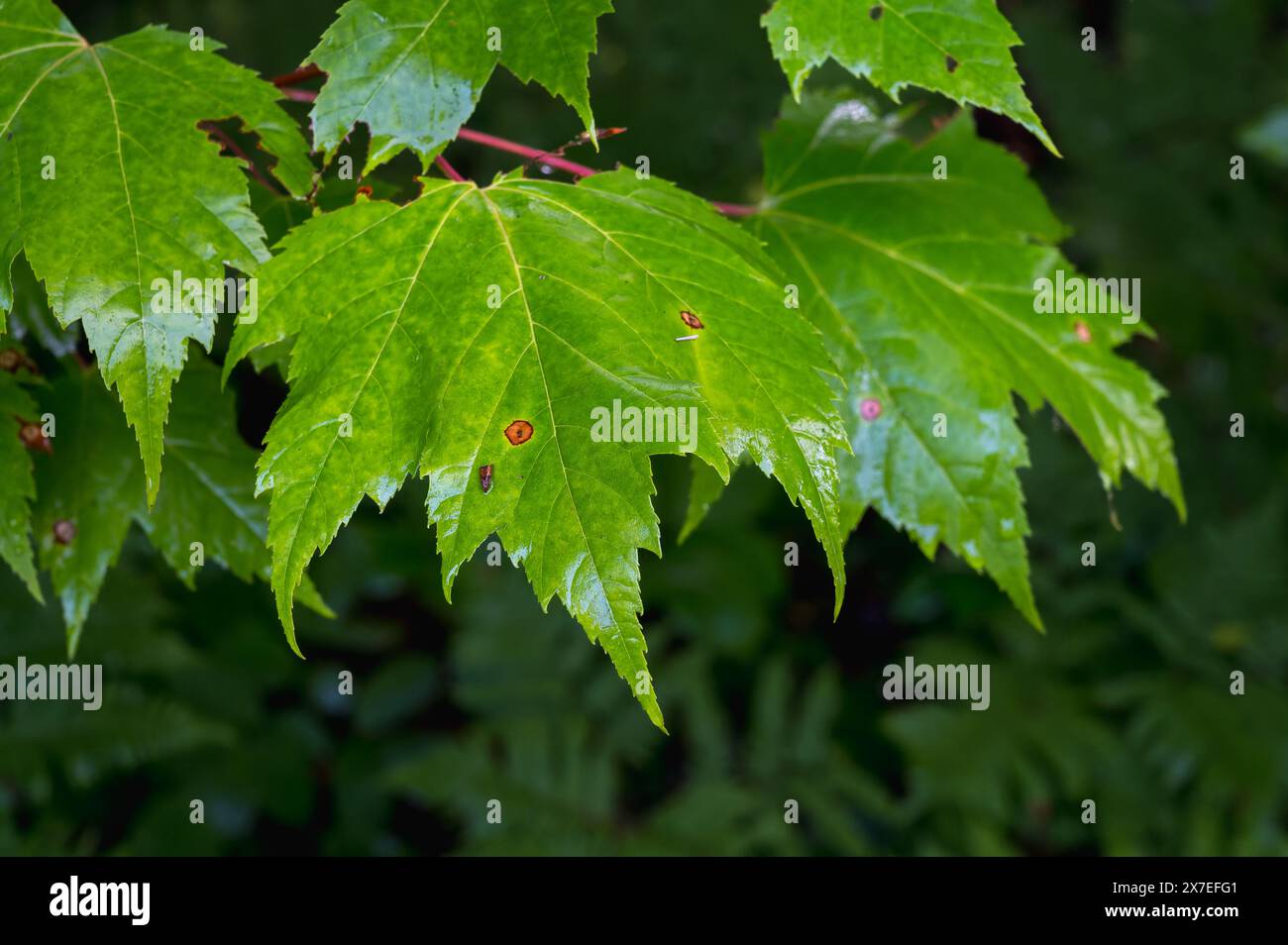 Acer rubrum summer hi-res stock photography and images - Alamy