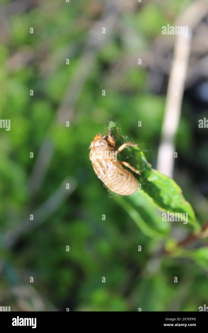17-year cicada exoskeleton after molting on a leaf at Fullersburg Woods ...