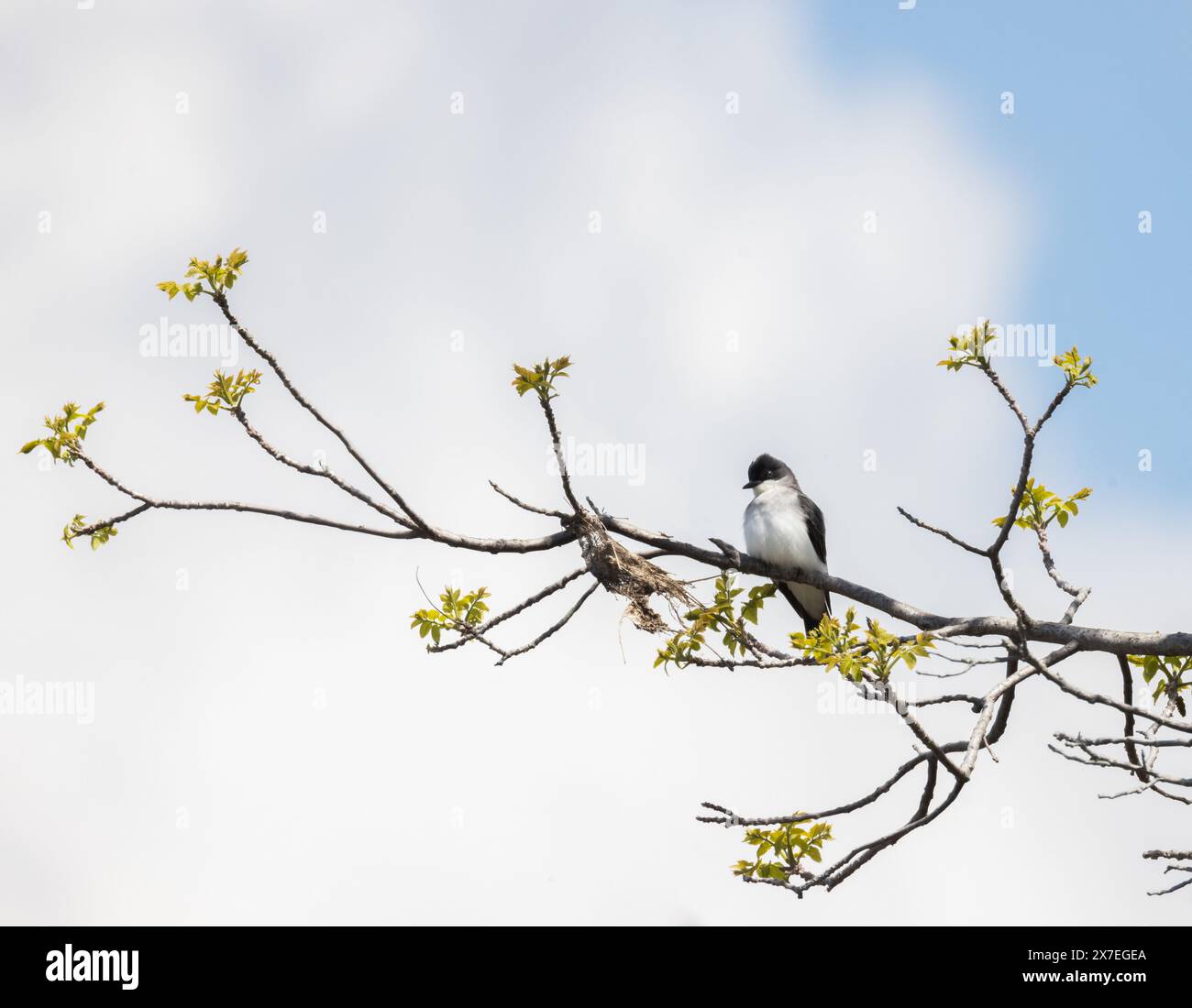 Eastern Kingbird arriving in Ontario during spring songbird migration ...