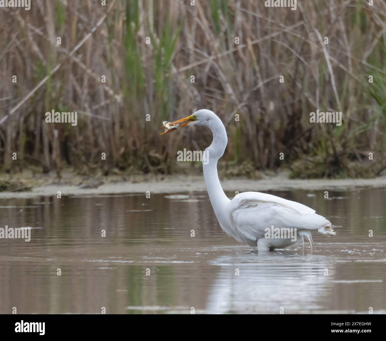 Great Egret flying above a marsh in spring in Ontario Stock Photo - Alamy