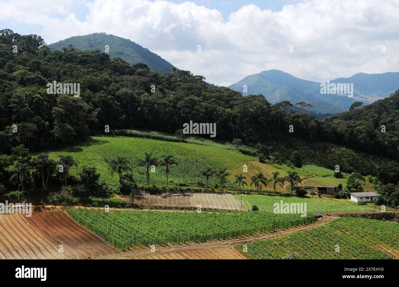 Brazil plantation house hi-res stock photography and images - Alamy