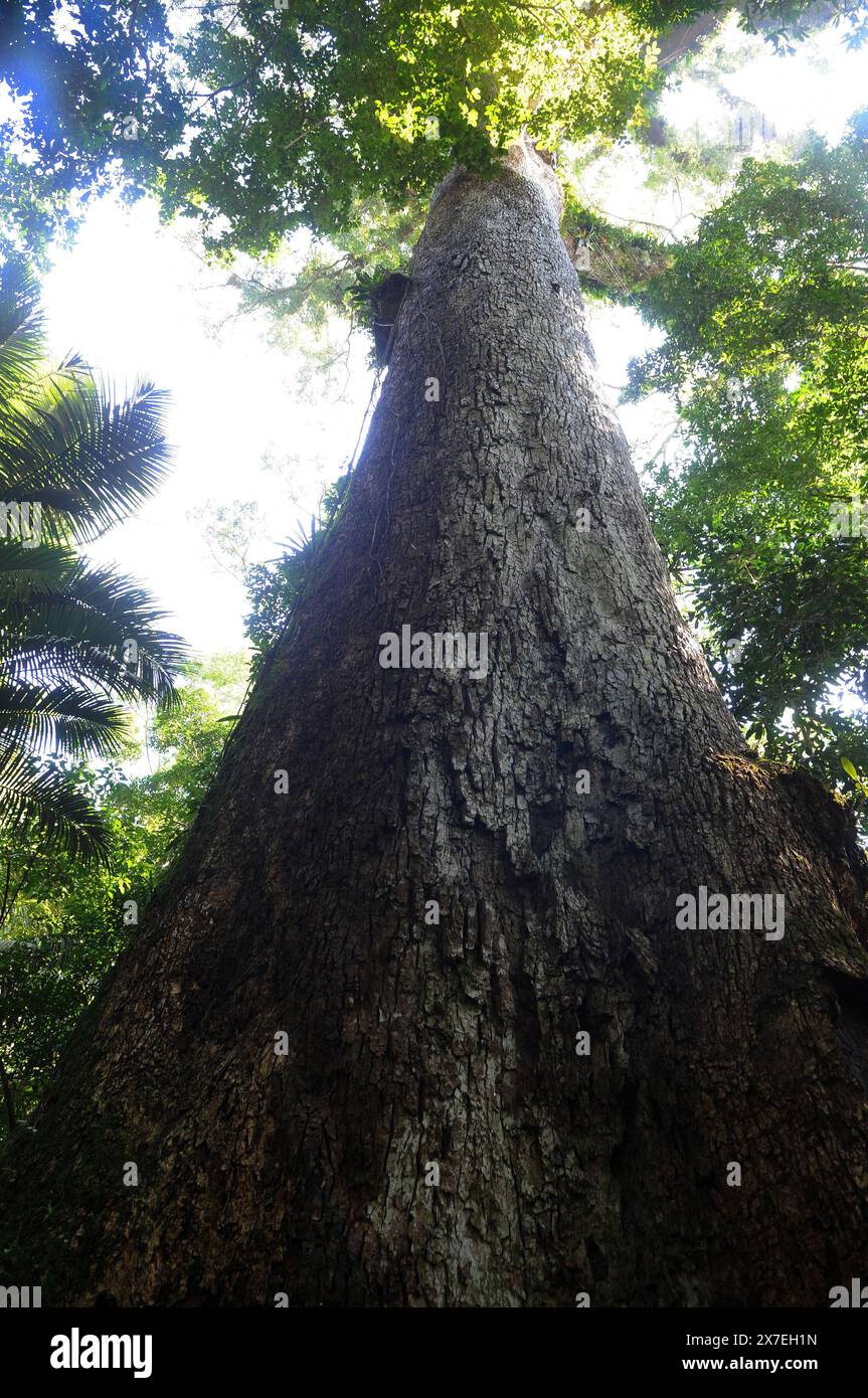 Millennial tree of Jequitibá, in the Três Picos State Park Stock Photo ...