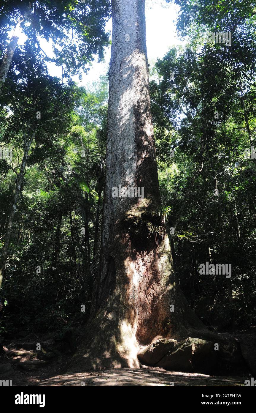 Millennial tree of Jequitibá, in the Três Picos State Park Stock Photo ...