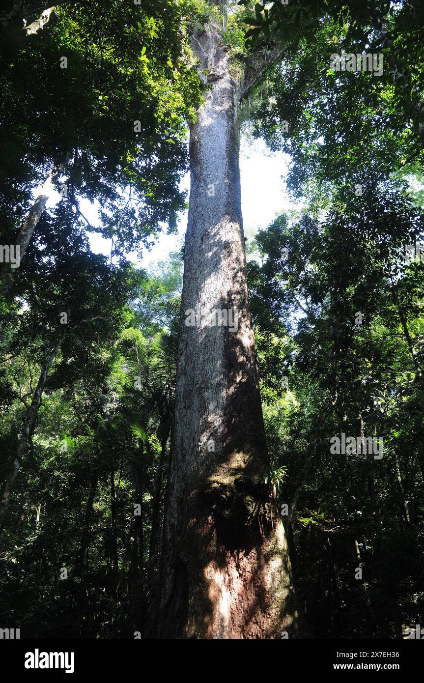 Millennial tree of Jequitibá, in the Três Picos State Park Stock Photo ...