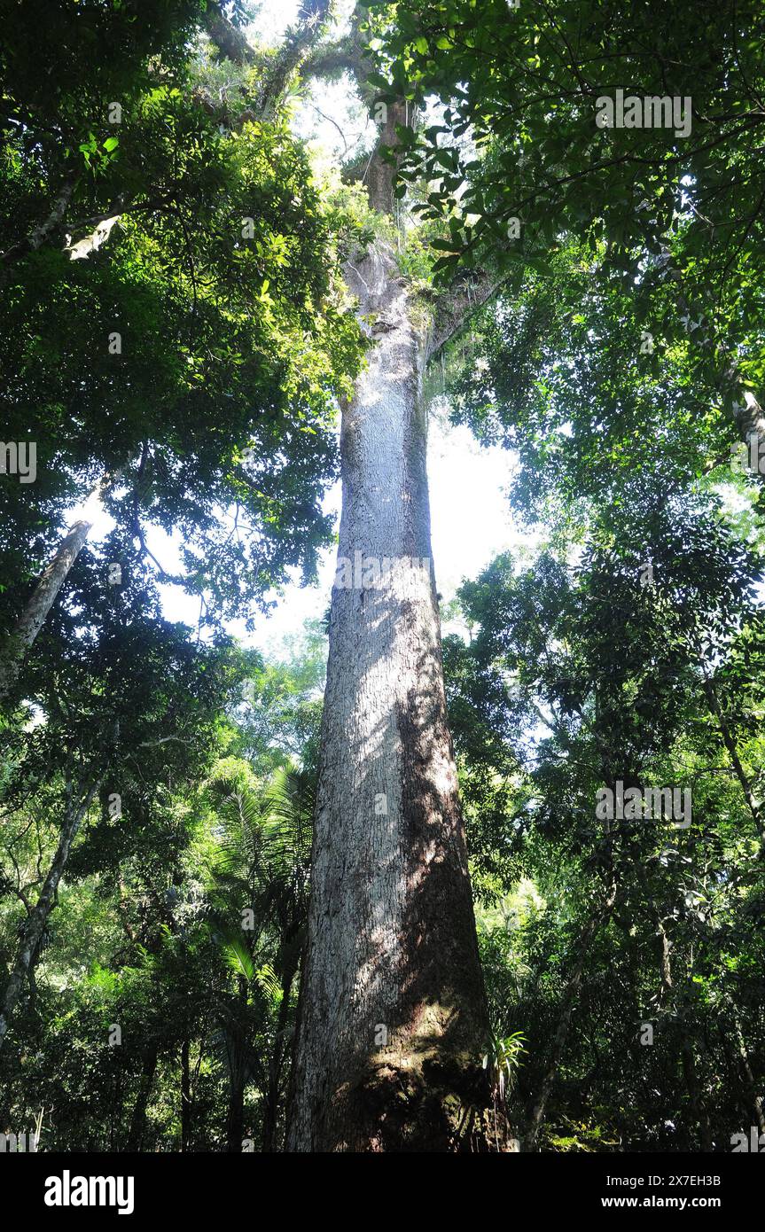 Tree of jequitiba hi-res stock photography and images - Alamy