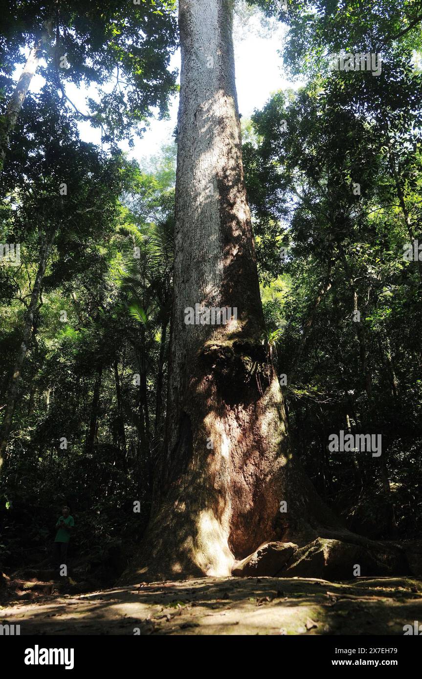 Millennial tree of Jequitibá, in the Três Picos State Park Stock Photo ...