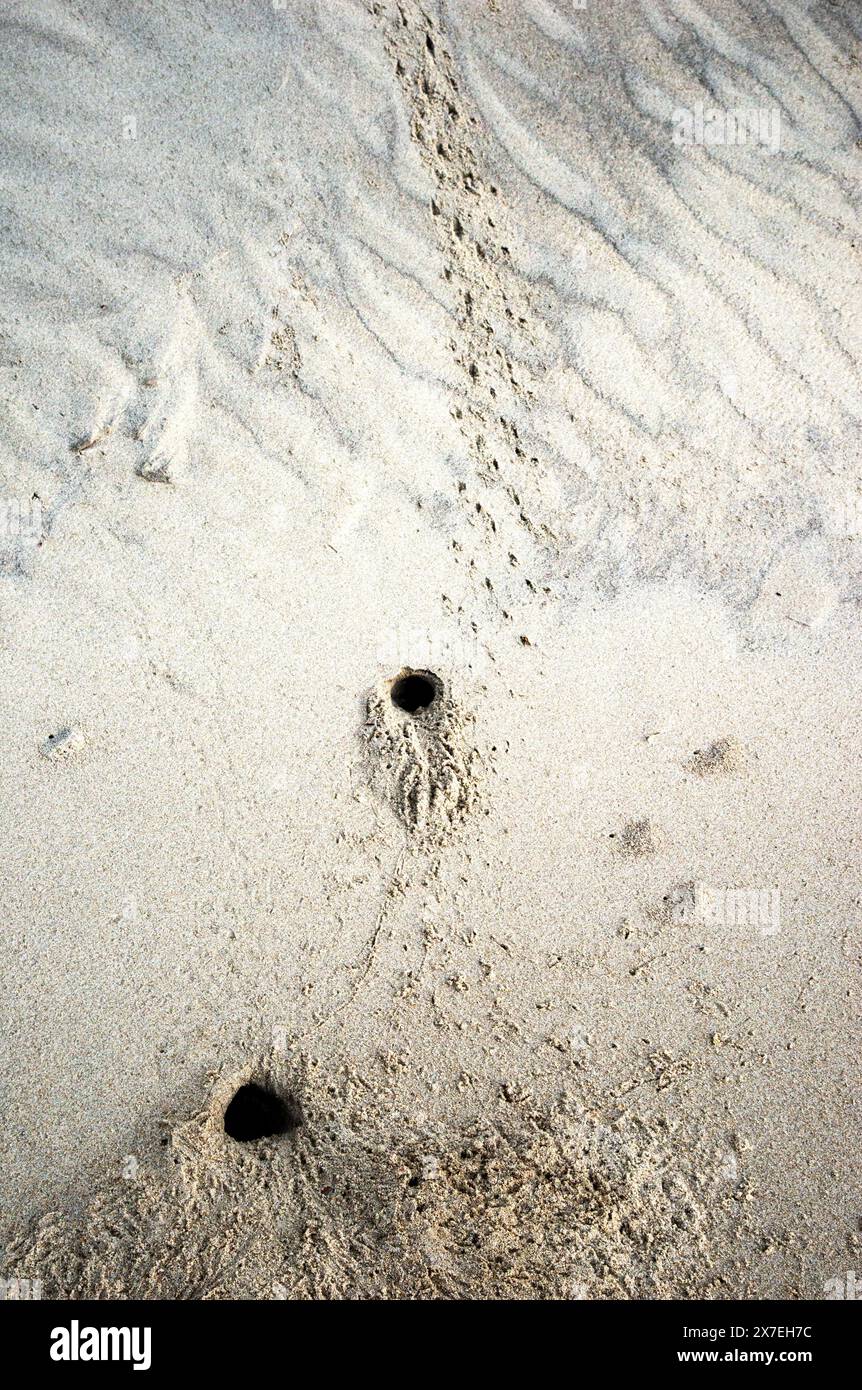 Sea turtles tracks on the beach in Ocracoke island, Outer Banks, North ...
