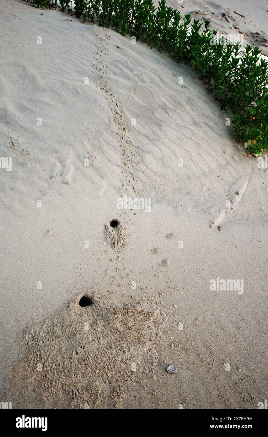 Sea turtles tracks on the beach in Ocracoke island, Outer Banks, North ...