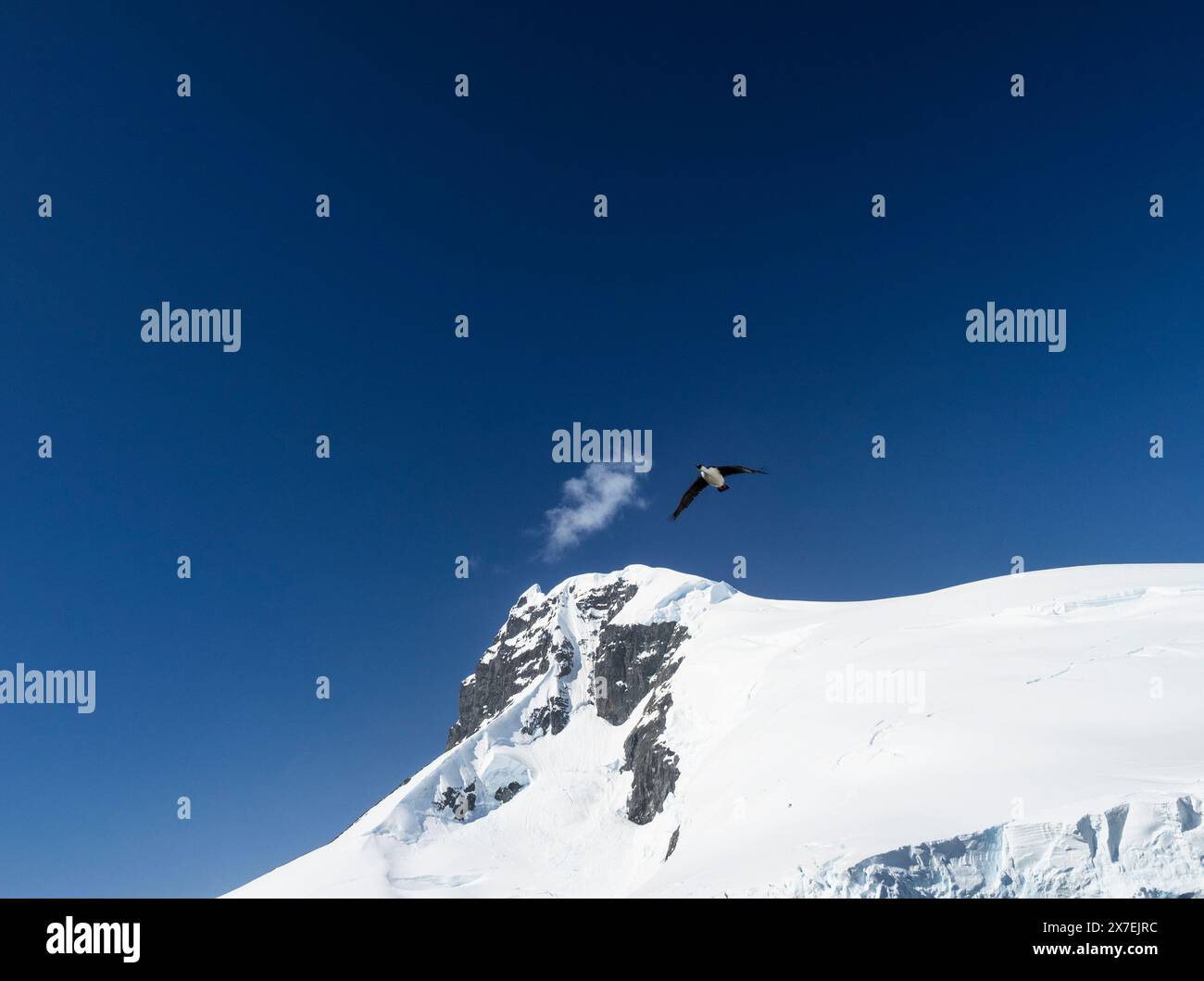 Antarctic shag (Phalacrocorax bransfieldensis) in flight above Buache ...