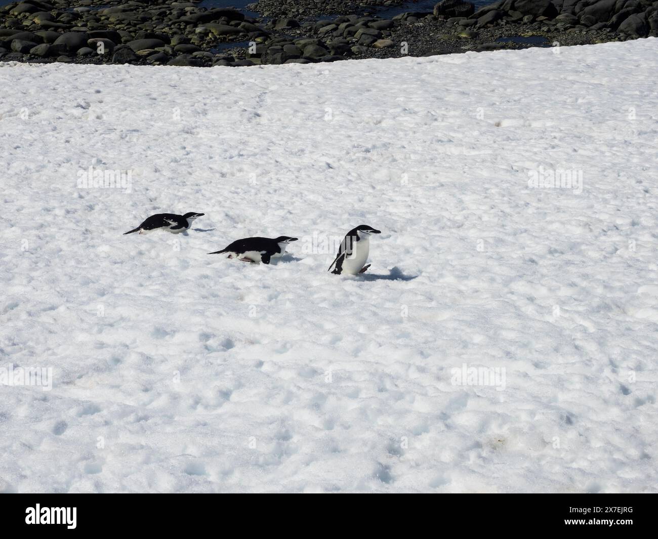 Three Chinstrap Penguins (Pygoscelis antarctica) on ice at Palaver ...