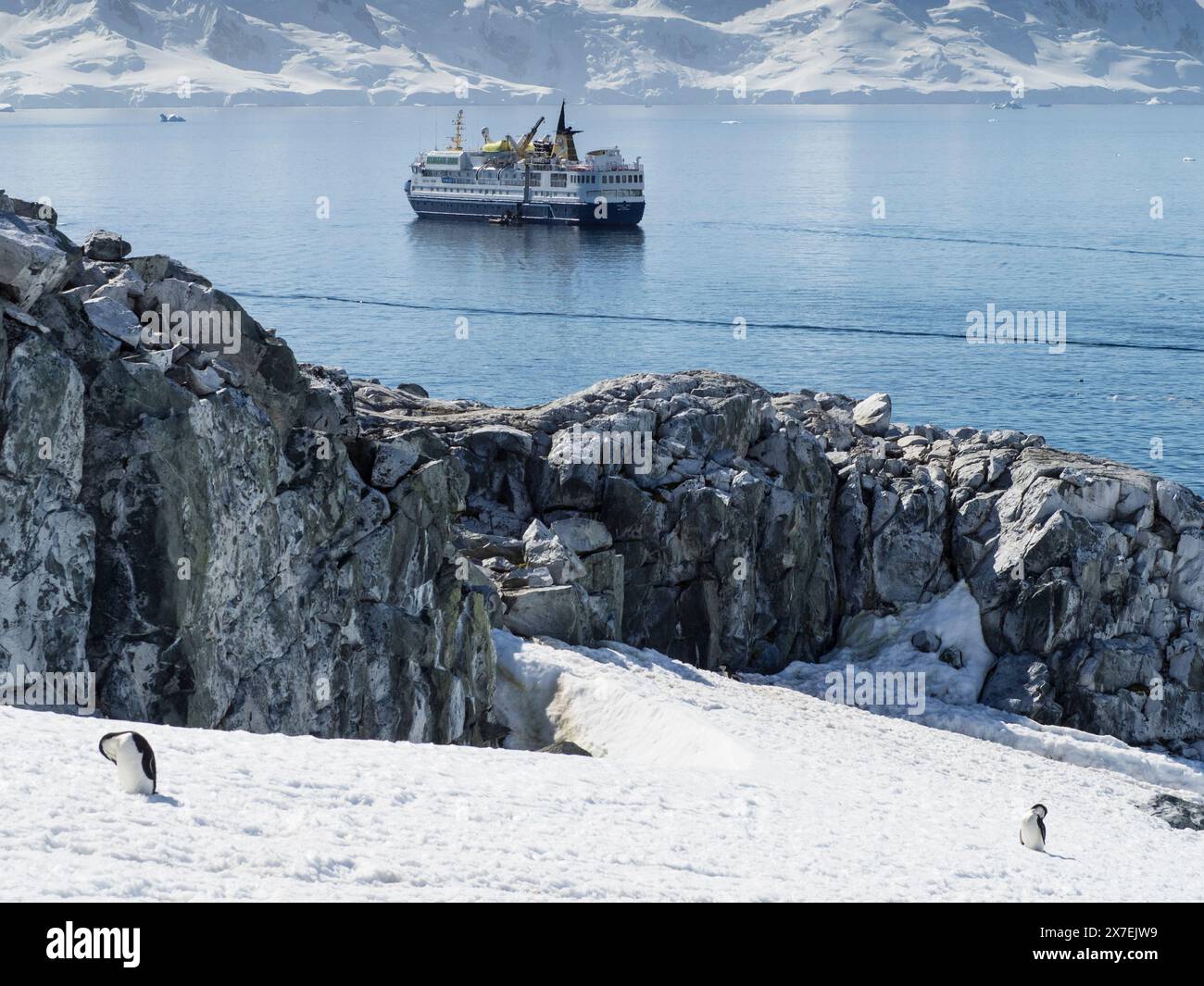 Chinstrap Penguins (Pygoscelis antarctica) climb ice slope while the ...