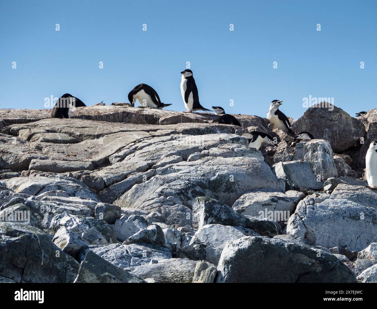 Chinstrap Penguin (Pygoscelis antarctica) rookery at Palaver Point , Two Hummock Island, Palmer ...