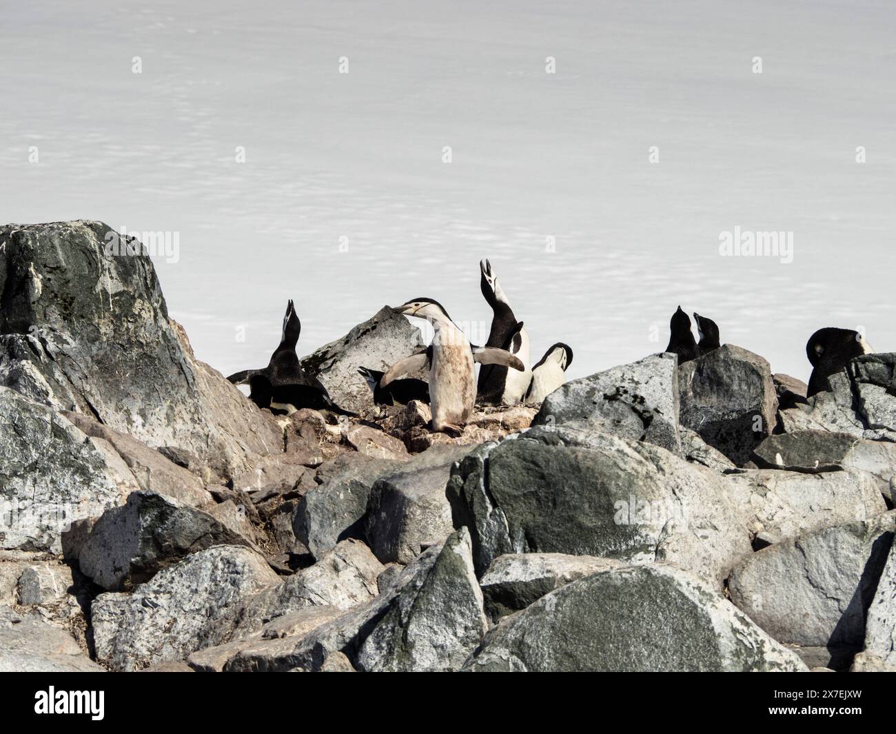 Chinstrap Penguins (Pygoscelis antarctica) among rocks at Palaver Point ...