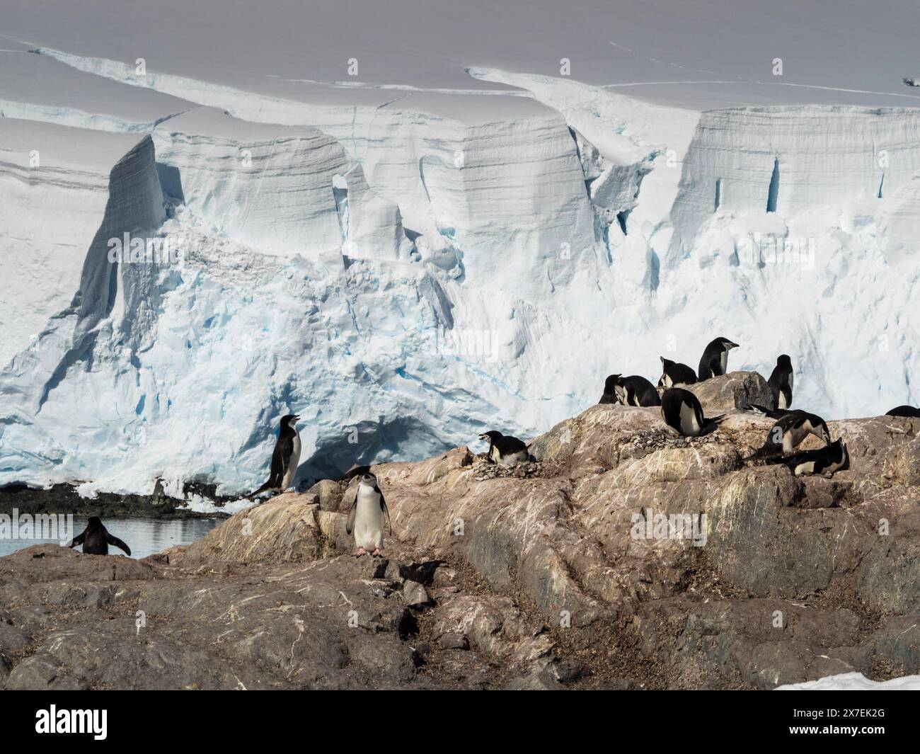 Chinstrap PenguinS (Pygoscelis antarctica) among rocks at Palaver Point ...