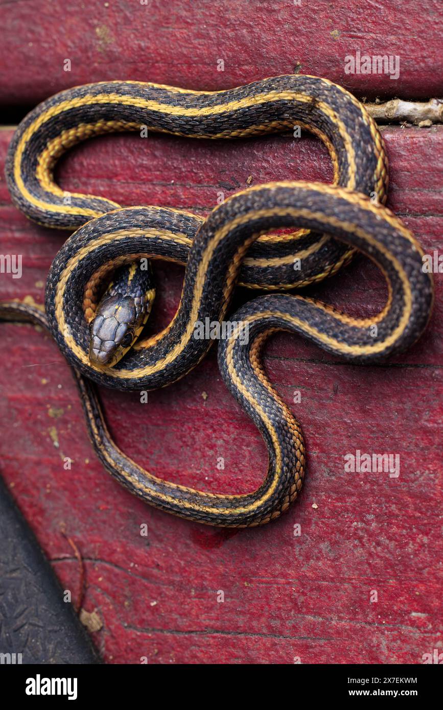 A close up of a garter snake curled and slithering on wood background ...