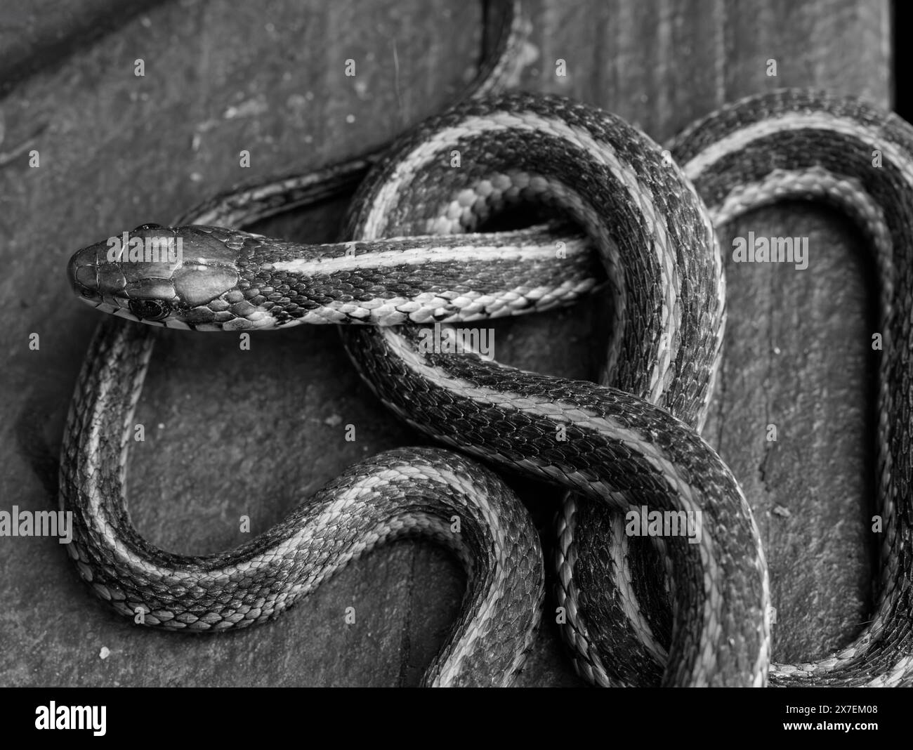 A close up of a garter snake curled and slithering on wood background ...