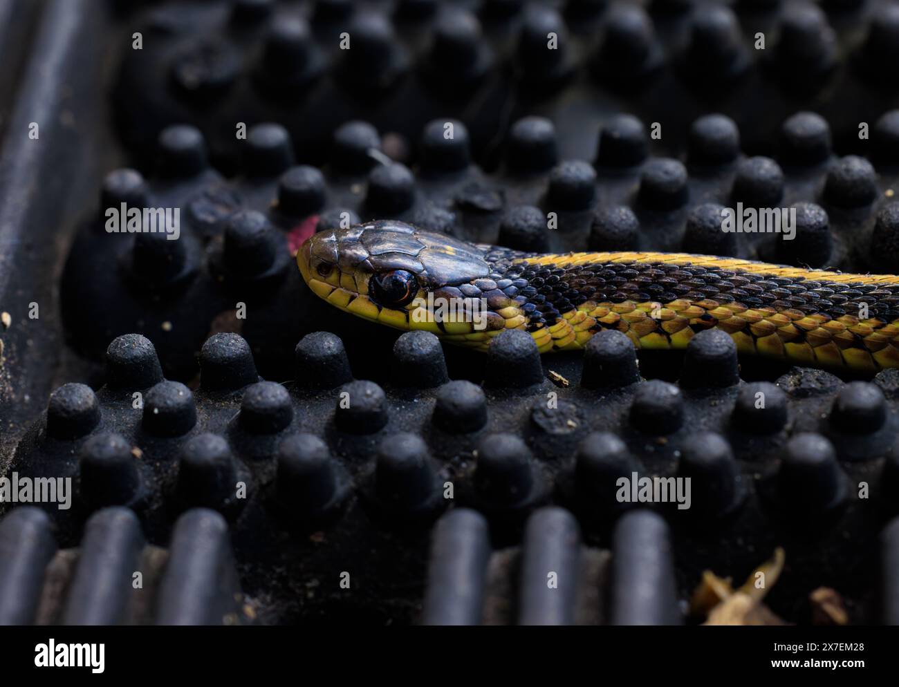 A close up of a garter snake curled and slithering on wood background ...