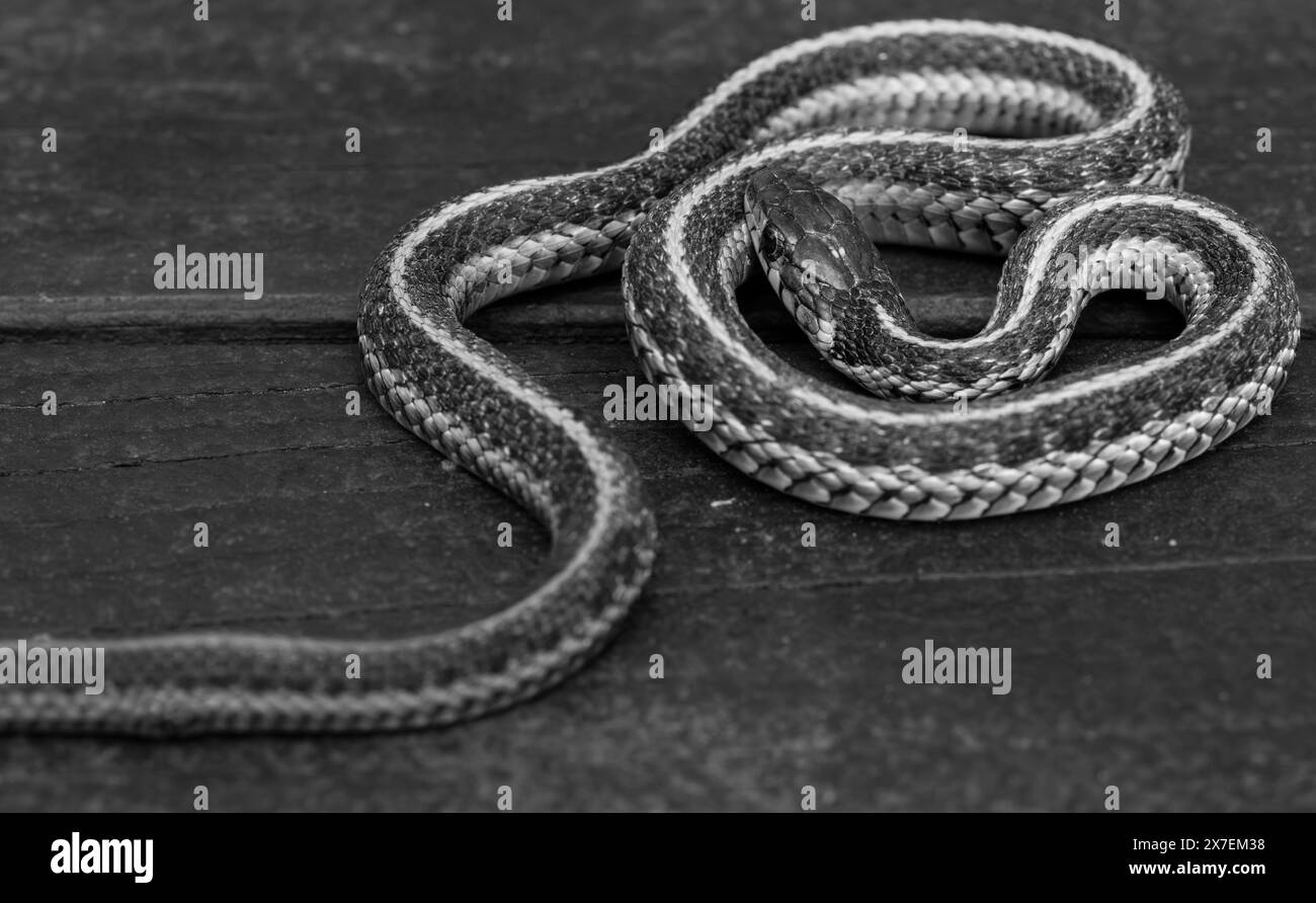 A close up of a garter snake curled and slithering on wood background ...