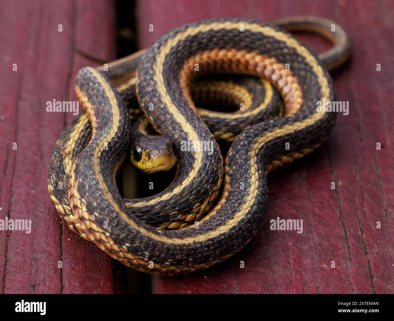 A close up of a garter snake curled and slithering on wood background ...
