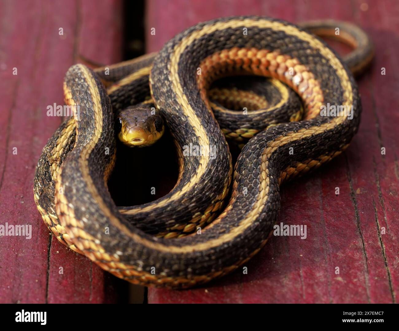 A close up of a garter snake curled and slithering on wood background ...