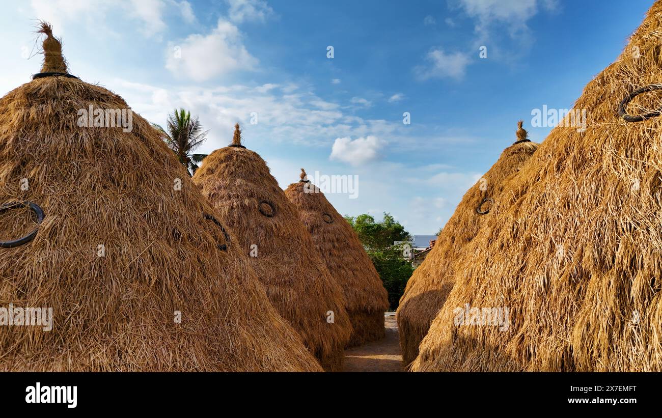 Vietnam countryside at Mekong Delta, group of haystacks from dried ...