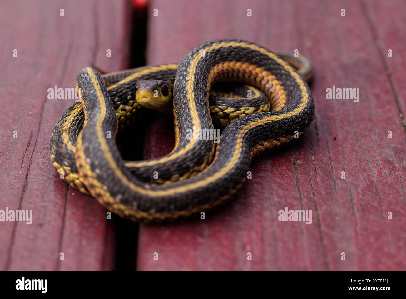 A close up of a garter snake curled and slithering on wood background ...
