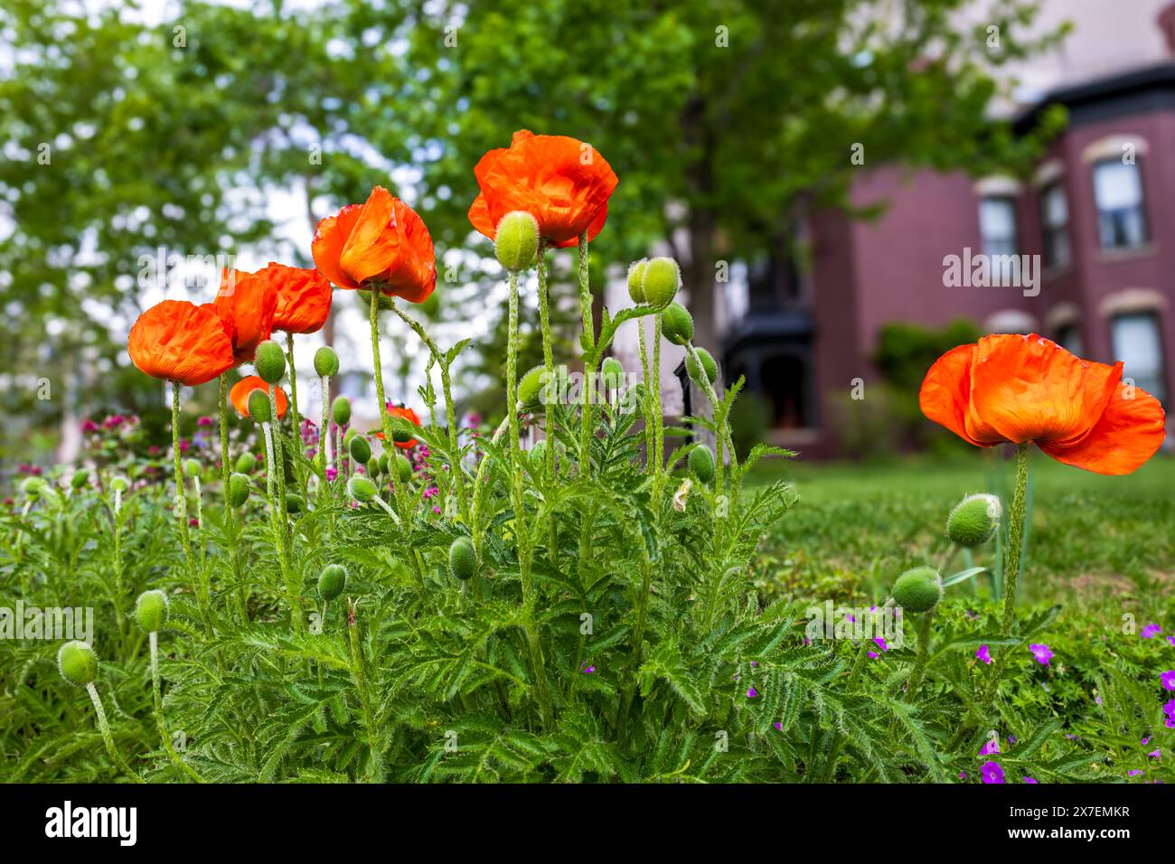 Poppies bloom in downtown hi-res stock photography and images - Alamy