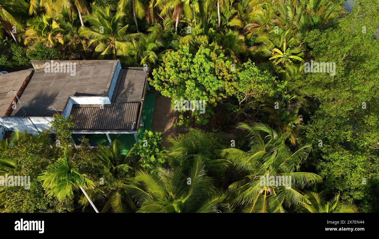 Amazing aerial view of Mekong Delta village, vast coconut, nipa tree ...